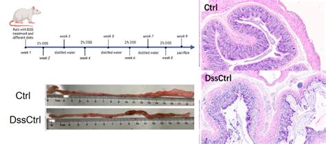 The Protocol Of Ulcerative Colitis Rat Modeling Using Dextran Sodium S