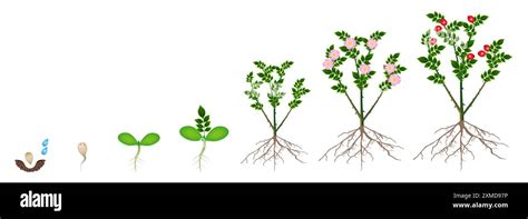 Cycle Of Growth Of A Plant Of A Rose Hips Isolated On A White Background Stock Vector Image