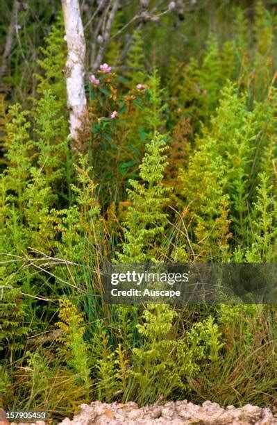 Tree Branching Out Photos And Premium High Res Pictures Getty Images