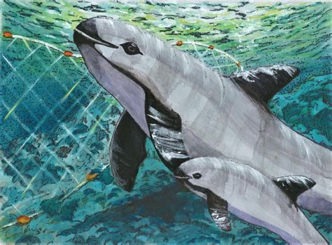 Vaquita Dolphins Etsy