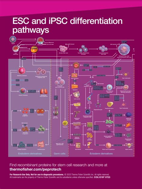 Posters Stem Cells Differentiation Pathways