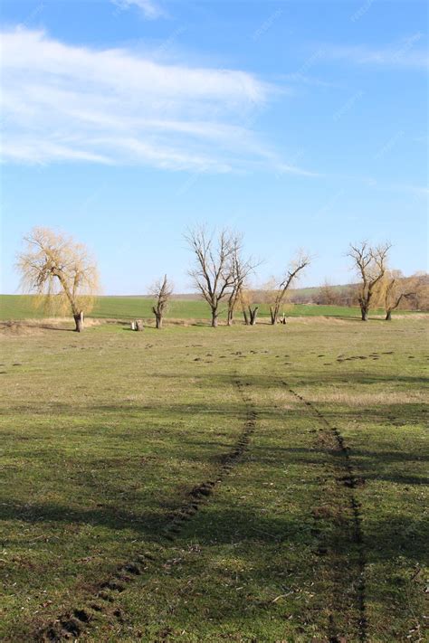 Premium Photo A Grassy Field With Trees