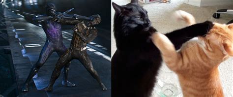 Theres Been A Massive Increase In Black Cat Adoptions On Account Of