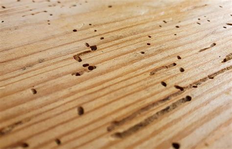 Borer Pest Control And Treatment Wood Borers And Furniture Beetles
