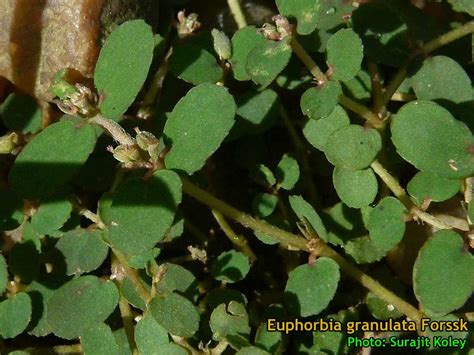 Medicinal Plants Euphorbia Granulata