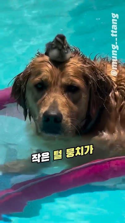 댕댕이 머리 위에 있는 충격적인 털 뭉치 Youtube