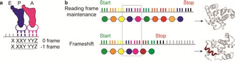 Slippery Sequence And Propagation Of Frameshifting Across The Peptide