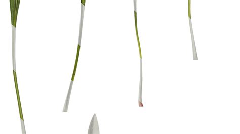 3d Anydrafts Echinacea Paradoxa Leaf 01 Textures Model Turbosquid 2355486