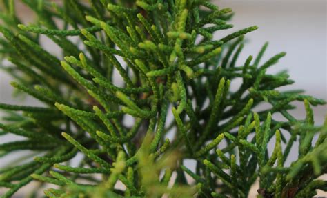 Juniperus Chinensis Itoigawa Rooted Cuttings