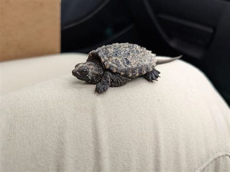 A Tiny Snapping Turtle Rtinyunits