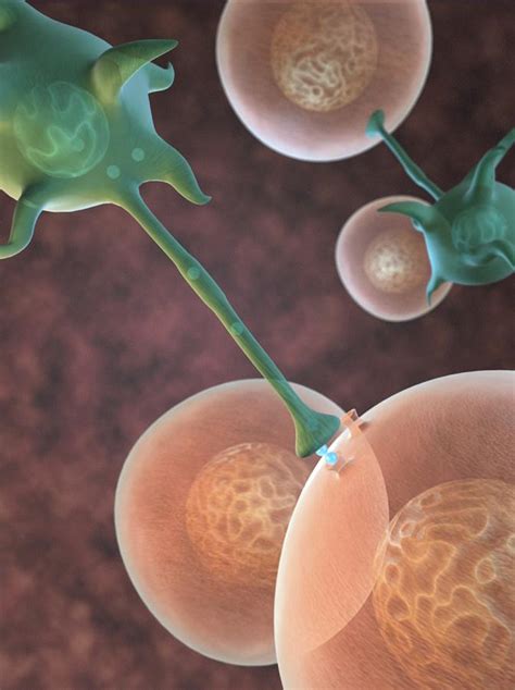 Cell Signalling 2 By Gunilla Elam Science Photo Library