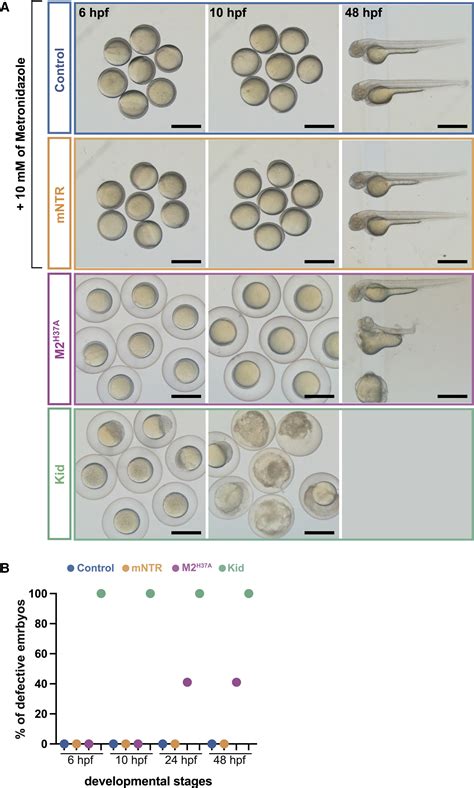 A Robust And Tunable System For Targeted Cell Ablation In Developing