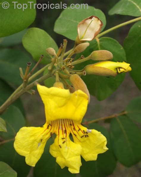 Discover Rare African Beauty Grow Markhamia