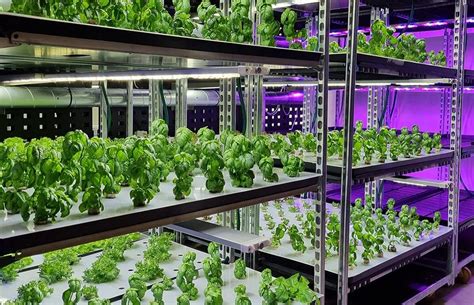 What Is Vertical Farming And Why It Is A Big Deal Vertical Farms Ltd