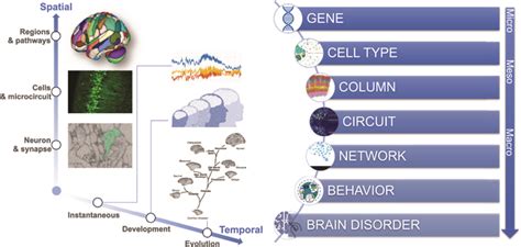 The Digital Twin Brain A Bridge Between Biological And Artificial