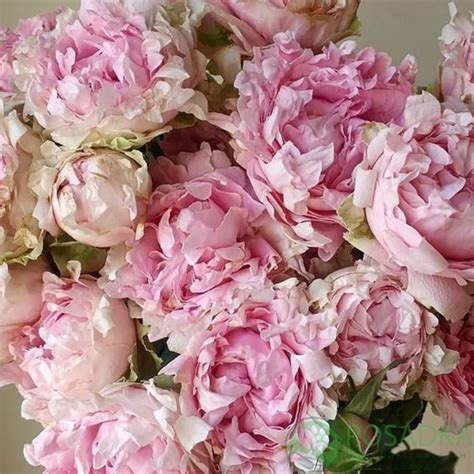 Роза спрей Кенди Флоу Candy Flow купить в Украине