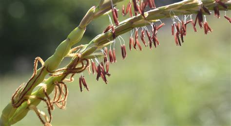 Taking A Closer Look At Grass Pollination Grasses At A Glance