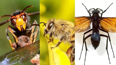 Most Aggressive Bees Did You Know The Difference Between A Bee A