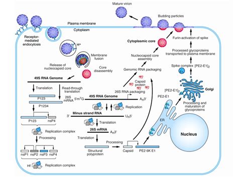Purdue Biological Sciences Richard J Kuhn Lab Research