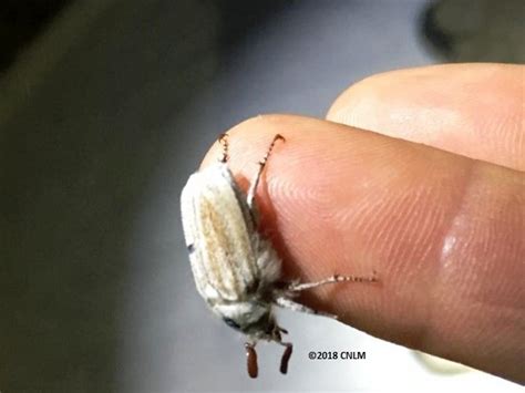 Center For Natural Lands Management Caseys June Beetle Surveying