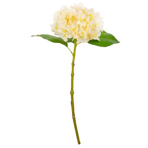 Small Head Hydrangea Creampink Eleganzafloral