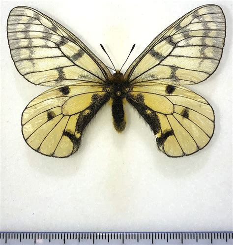 Parnassius Eversmanni Felderi Maui Male A Far East — Insectplace