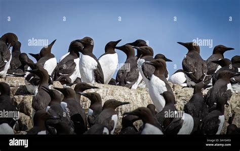 Common Murre Guillemot Breeding Colony Farne Islands