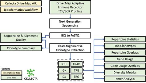 Adaptive Immune Receptor Profiling Data Analysis Service Airr Seq Tc