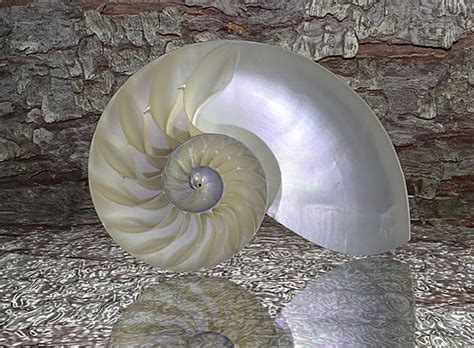 Nautilus Shell Vector Nautilus Shell Object Half Vector Nautilus Shell