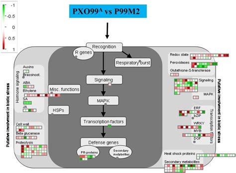 Mapman Analysis Illustrating The Degs Involved In Host Pathogen