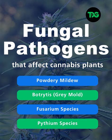 Learn About Fungal Pathogens In Cannabis Tumi Genomics Posted On The