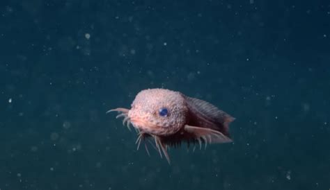 New Snailfish Species Is Cute Enough To Be In A Pixar Film