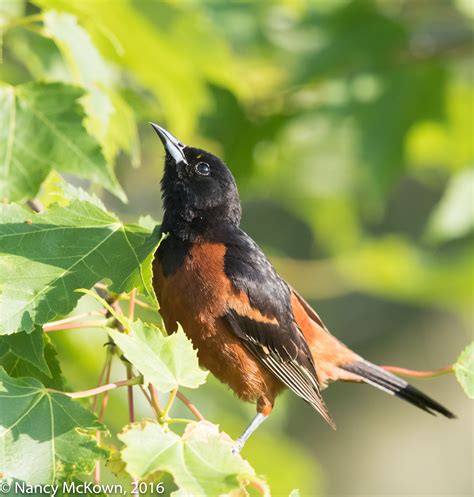 Photographing An Orchard Oriole Dealing With Impatience And Glare