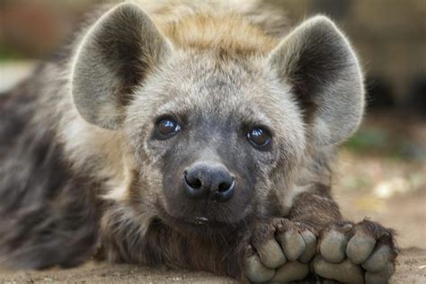 صور الضبع الملونة خلفيات الضبع روعة Hyena Wallpapers صقور الإبدآع