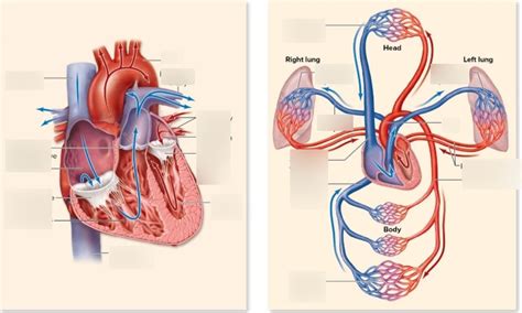 Circulatory System Diagram Quizlet