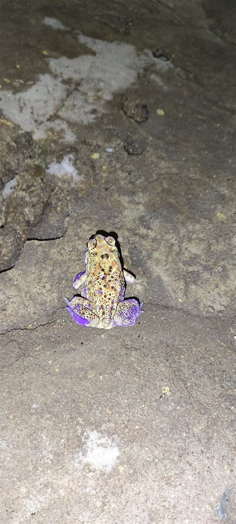 Why Is Does It Have Unusually Purple Skin Spots R Toads