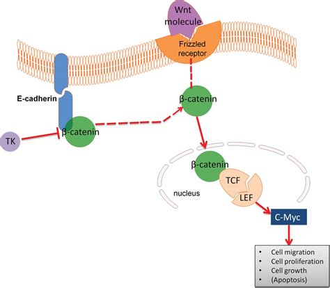 Gene Of The Month E Cadherin Cdh1 Journal Of Clinical Pathology