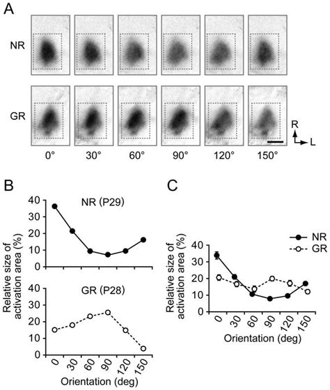 Cortical Activation Patterns And Orientation Distributions A