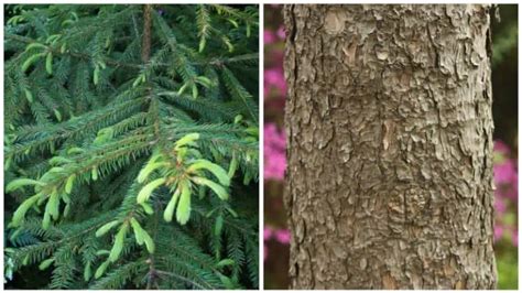 Different Types Of Spruce Trees Their Identifying Features