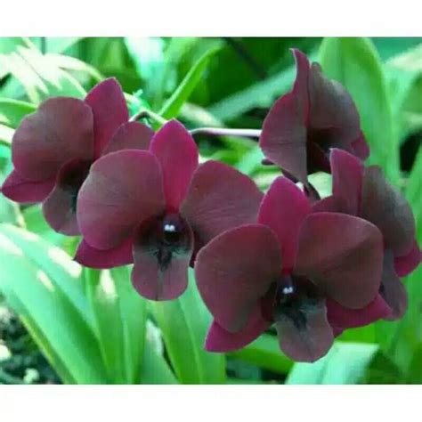 Anggrek Dendrobium Bermiss Ruby Lazada Indonesia