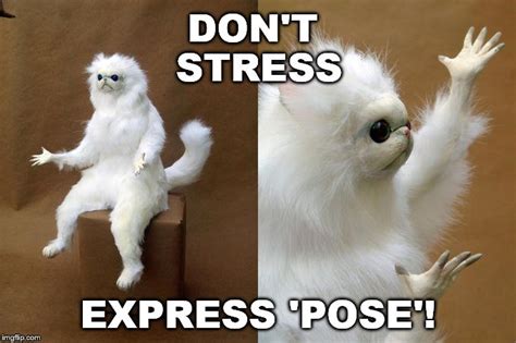 Stress Cat Meme