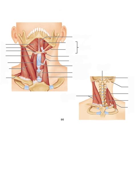 Muscles Of The Neck And Throat Diagram Quizlet