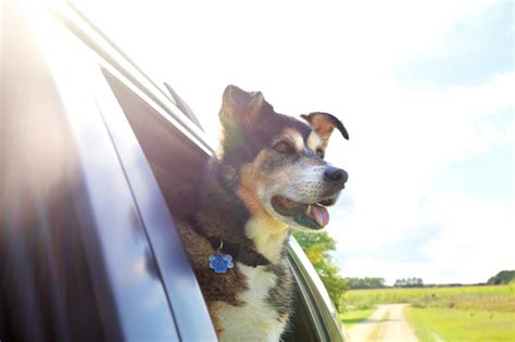 Köpeğinin Sen Evde Yokken Ne Yaptığını Tahmin Ediyoruz Onedio