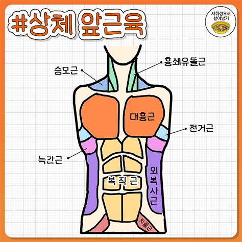 운동할 때 참고하기 좋은 전신 근육 이름 총정리 자취생으로 살아남기