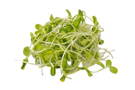 Flower Sprouts Odla At Brandon Myers Blog