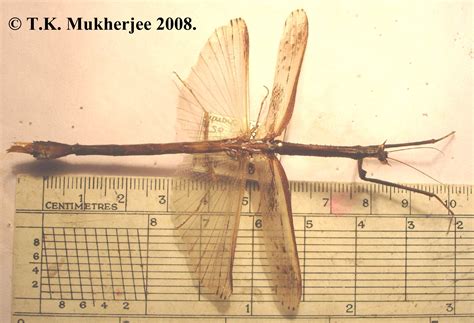 Species Mantis Study Group