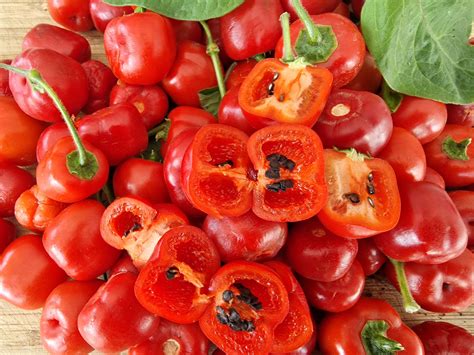 Rocoto Red Chilli Seeds Rocoto Red Pepper Seeds Red Dragon Seeds