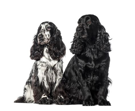 Premium Photo Cocker Sitting In Front Of White Background