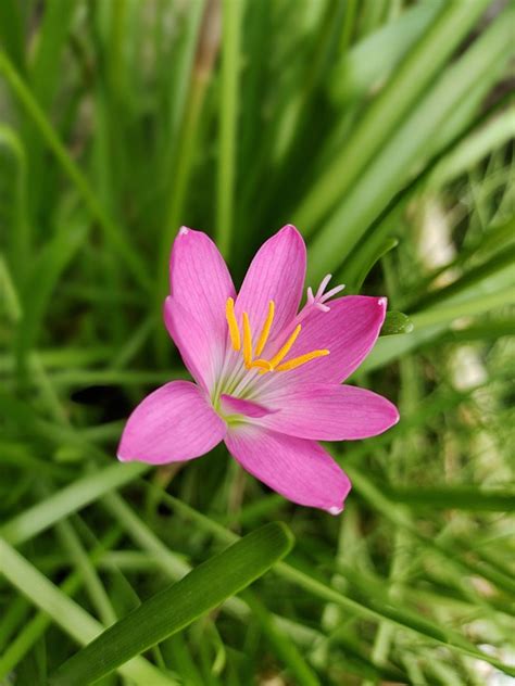 Lis Fleur Jardin Photo Gratuite Sur Pixabay Pixabay