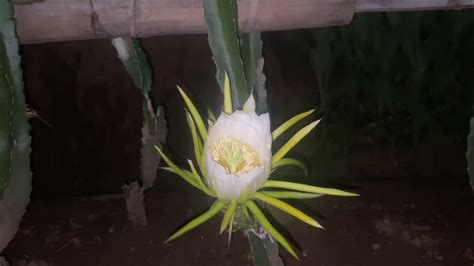 Amazing Dragon Fruit Pitayaflower Opening At Night Timelapse Youtube